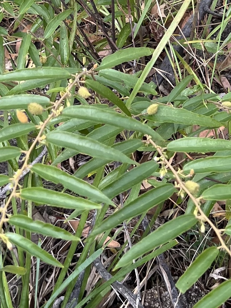 Narrow-leaved Screwtree (Helicteres angustifolia) - Botanical Realm