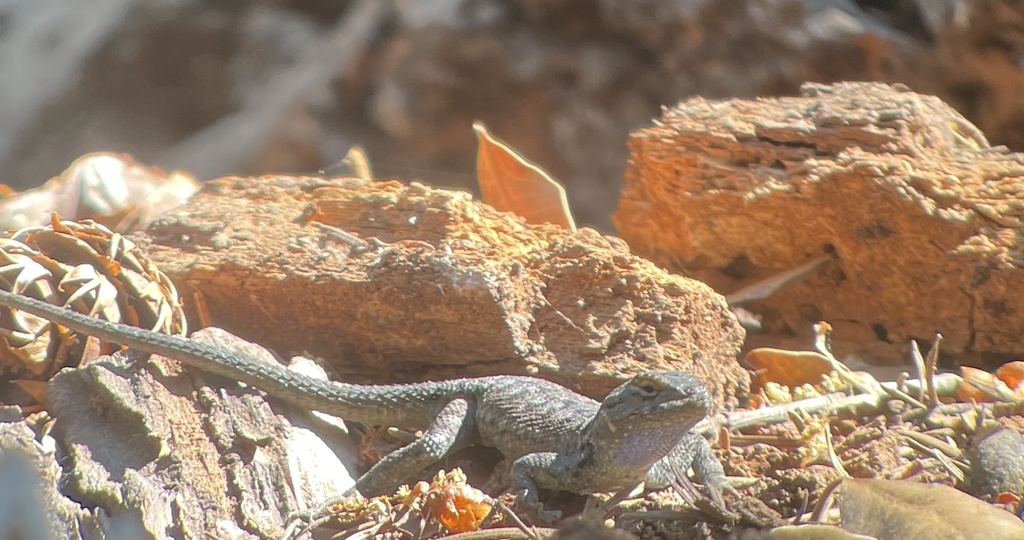 Western Fence Lizard from Yosemite National Park, Yosemite National ...