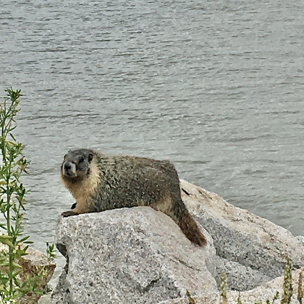 Yellow-bellied Marmot from Lulu Island, Richmond, BC, CA on July 17 ...