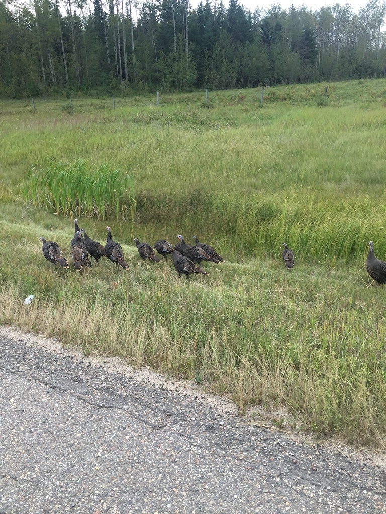 Wild Turkey from Highway 663, Athabasca County, AB, CA on August 24 ...