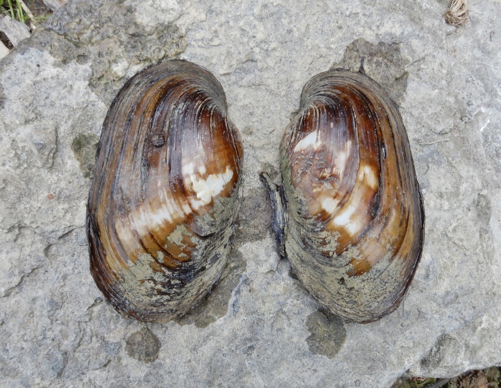 Fatmucket from Port Franks, Lambton County, ON, Canada on July 17, 2022 ...
