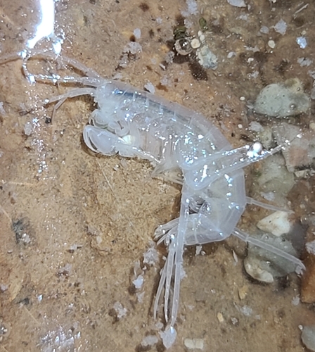 Oklahoma Cave Amphipod (Allocrangonyx pellucidus) · iNaturalist