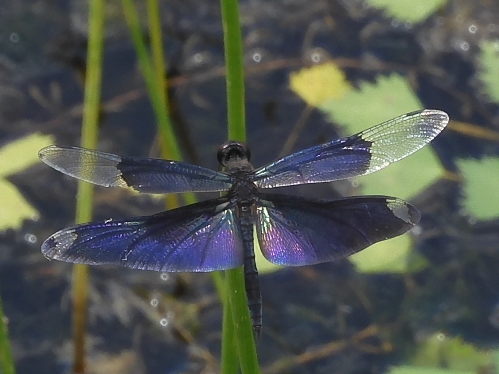 Butterfly Dragonfly from Changnyeong-gun, Gyeongsangnam-do, South Korea ...