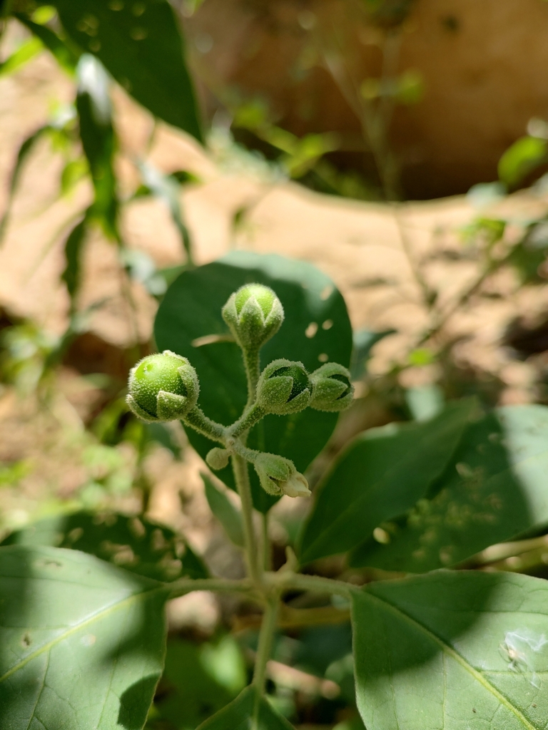 potato tree from La Paz, B.C.S., México on July 17, 2022 at 01:39 PM by ...