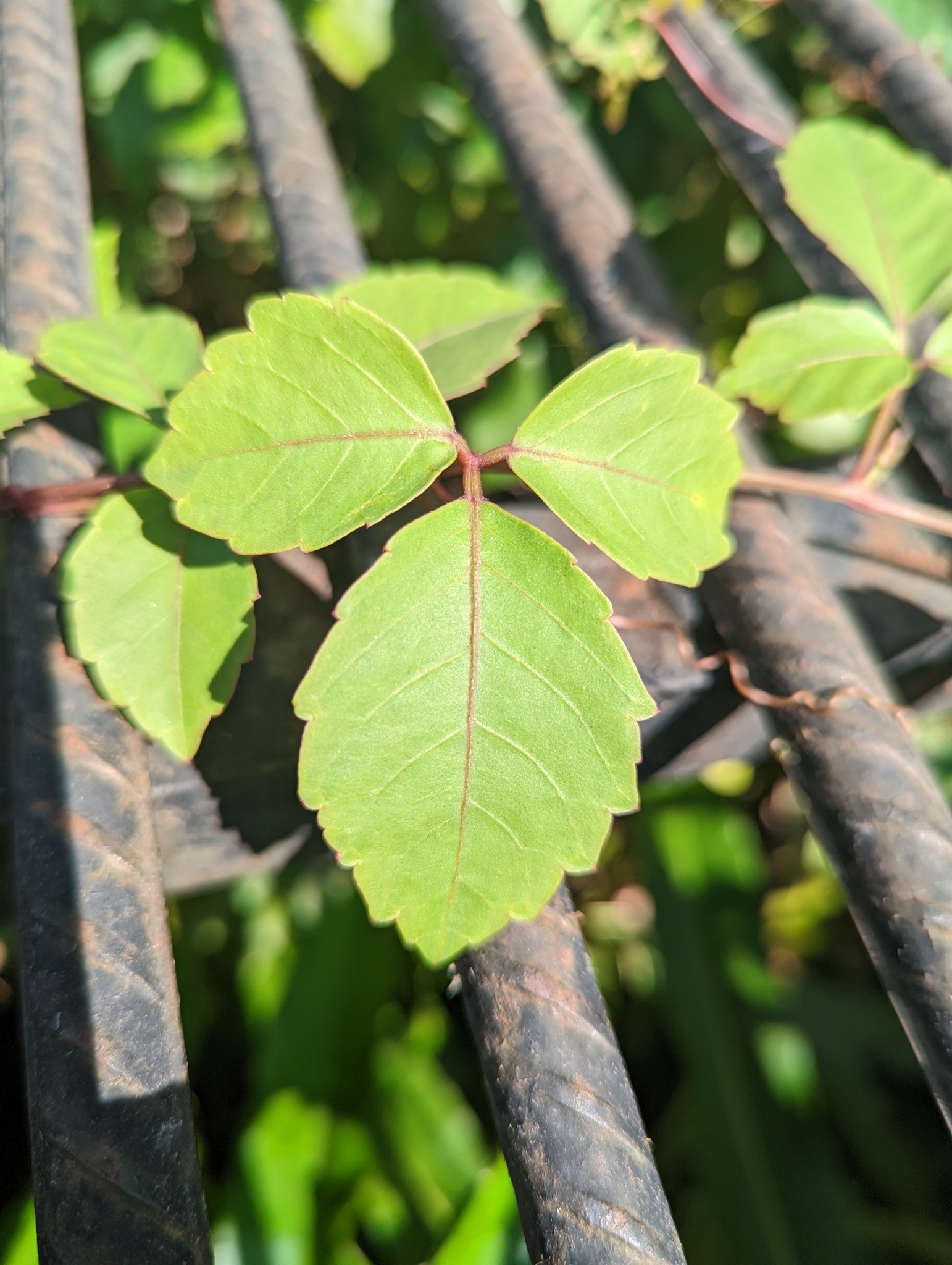 Causonis trifolia (L.) Mabb. & J.Wen