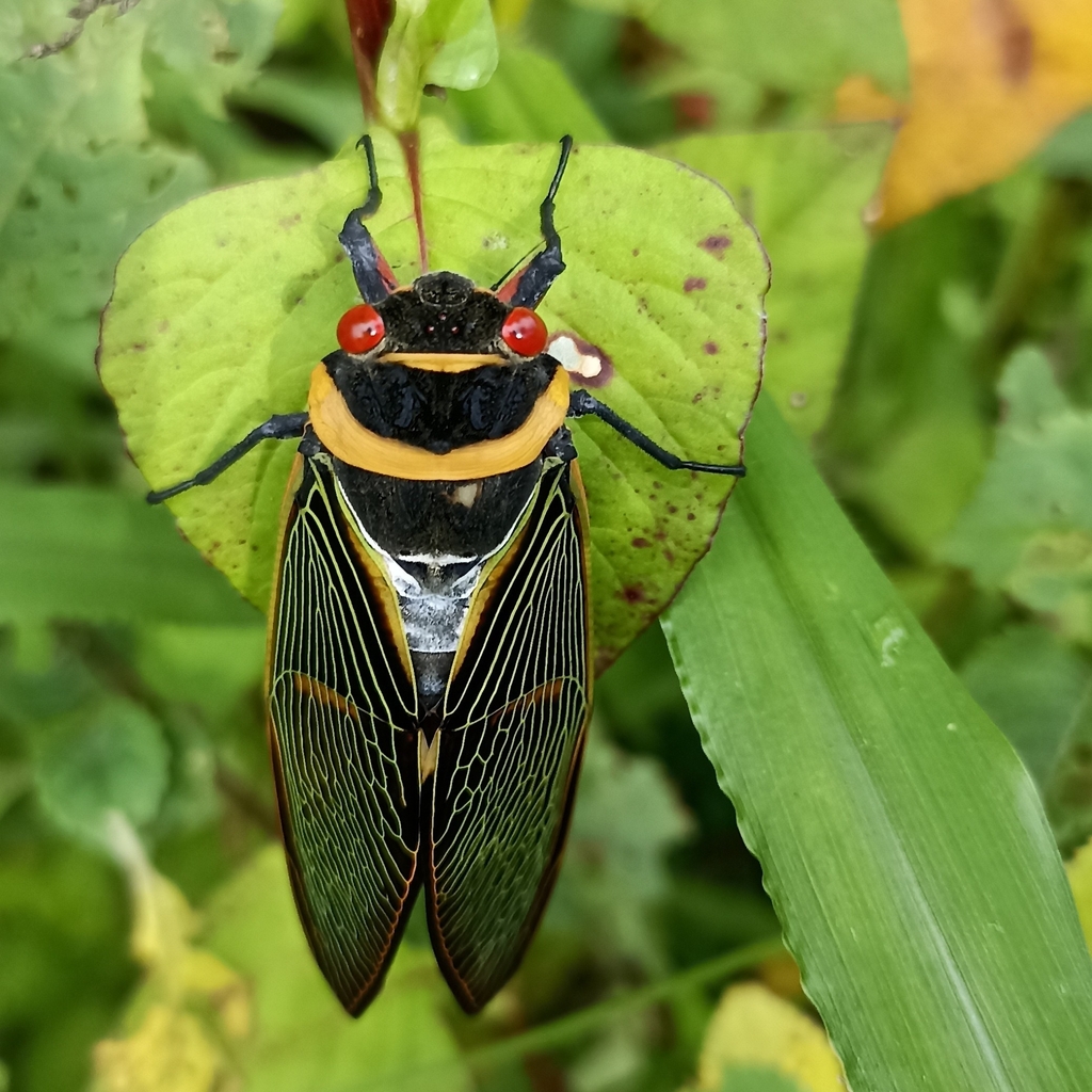 Polyneura ducalis from 36HP+WJJ, Munsyari, Uttarakhand 262554, India on ...