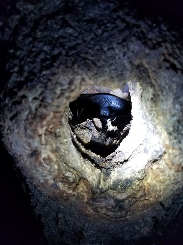 Gimkit - live learning game show