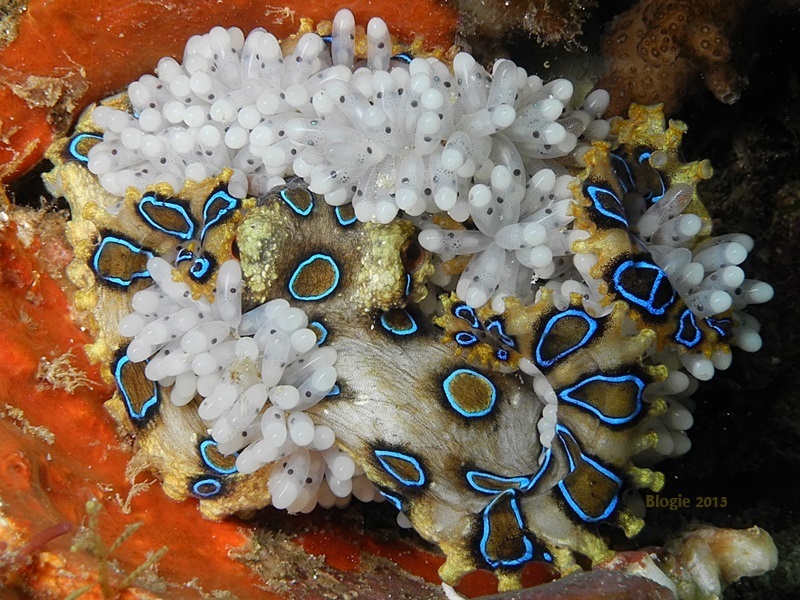 Greater Blue-ringed Octopus in December 2013 by Blogie Robillo. Blue ...