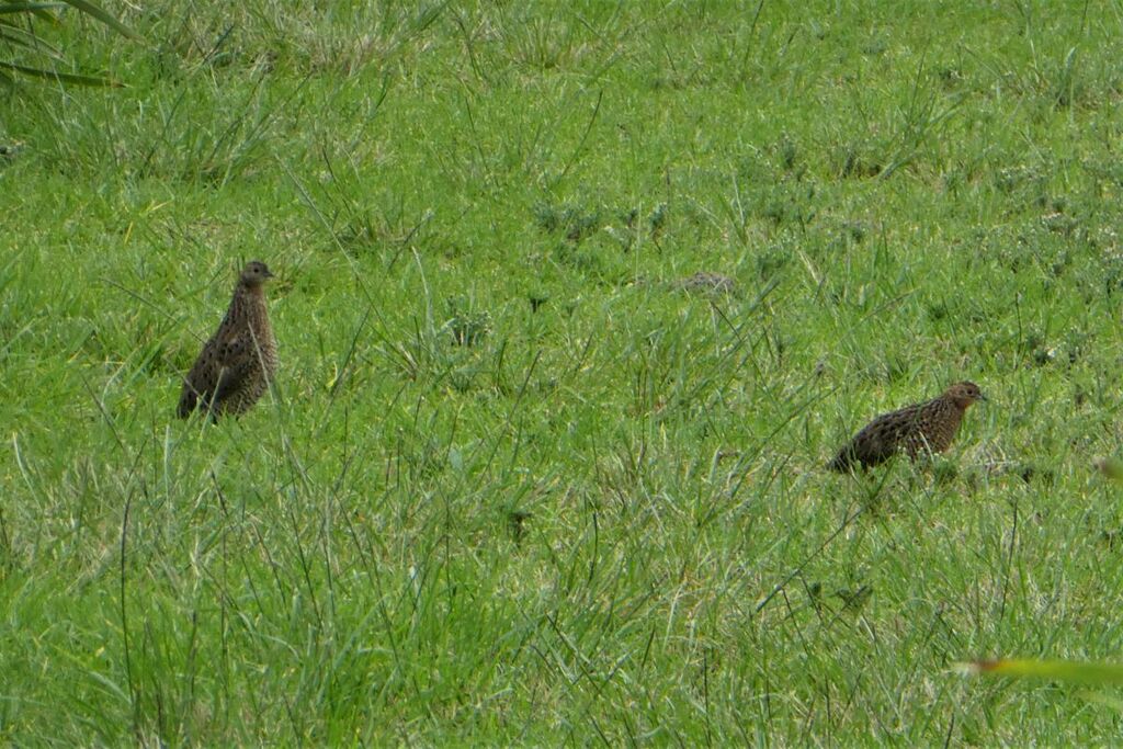 Australian Brown Quail from New South Wales, Australia on March 24 ...