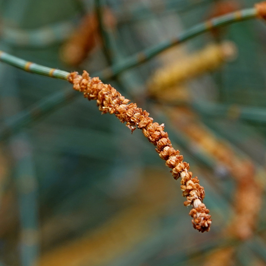 Drooping She-oak from Bermagui NSW 2546, Australia on July 9, 2022 at ...