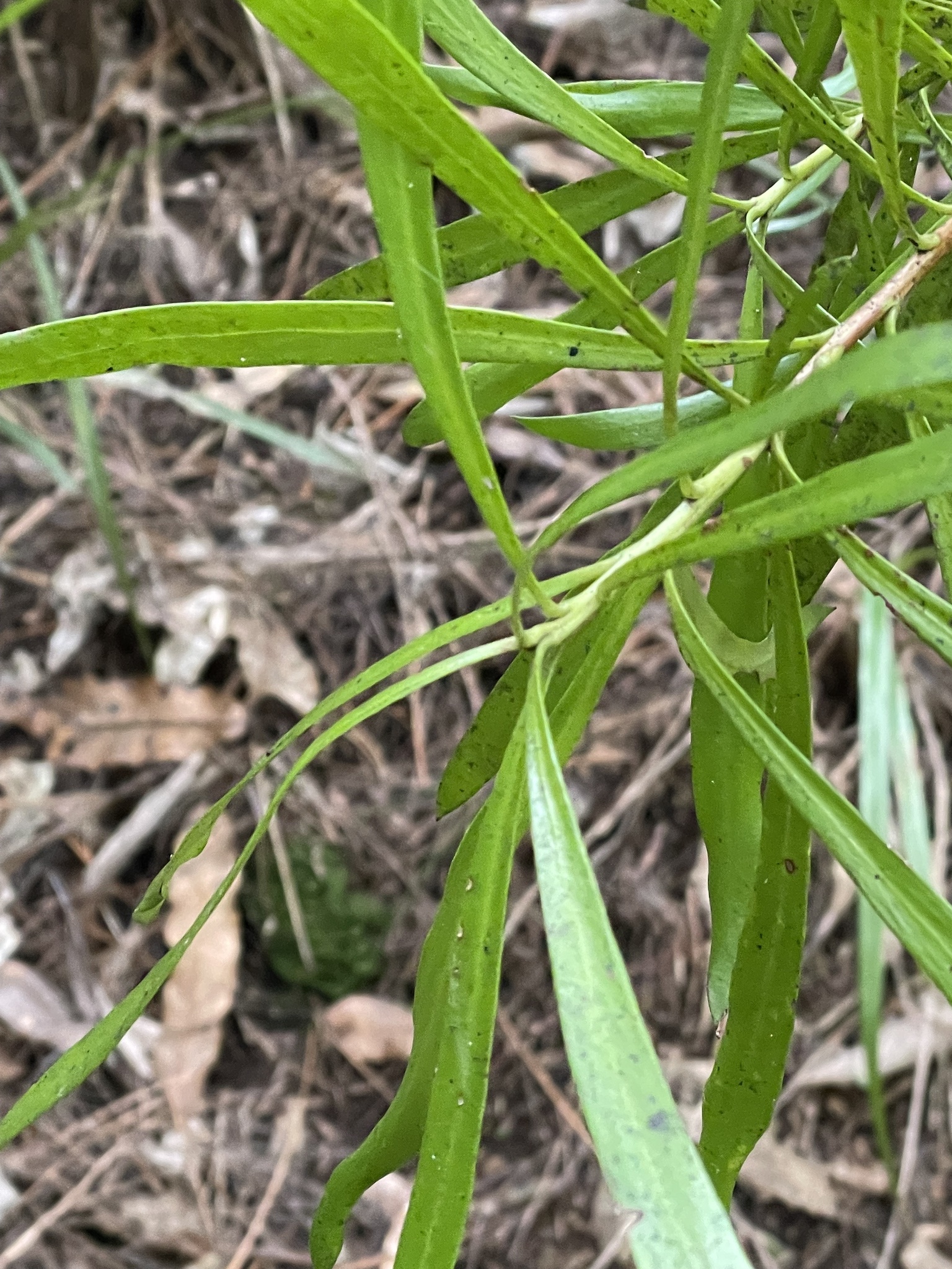 Toronia L.A.S.Johnson & B.G.Briggs