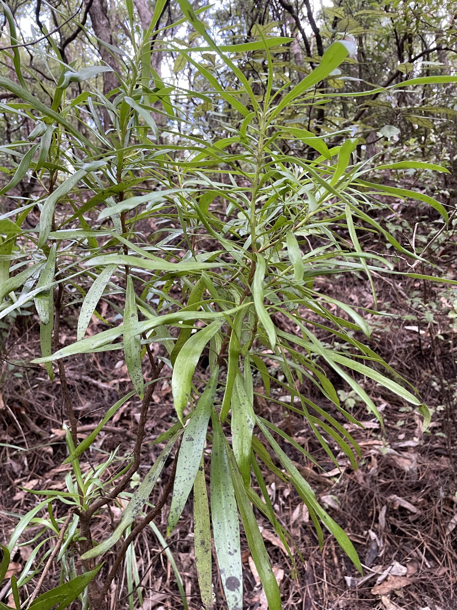 Toronia L.A.S.Johnson & B.G.Briggs