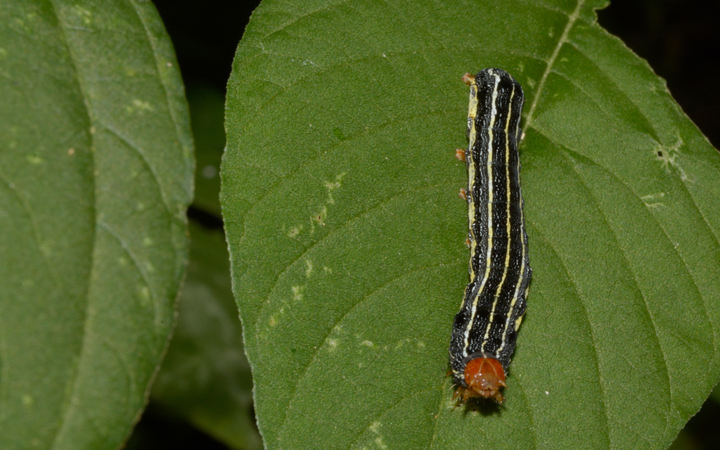 Armyworm Moths from calle 31diagonal diagonal, 97313, 97313 Mérida, Yuc ...