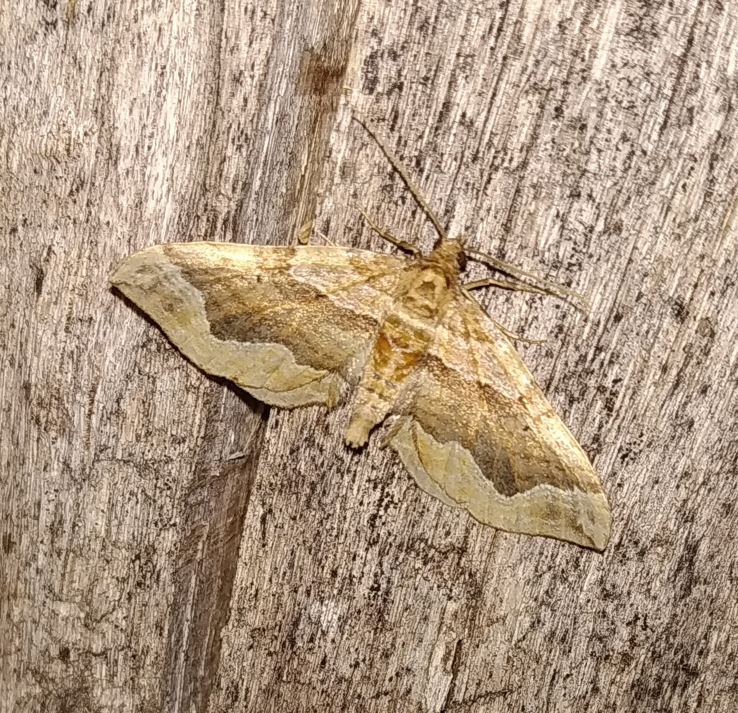 Pelurga comitata (Linnaeus, 1758)