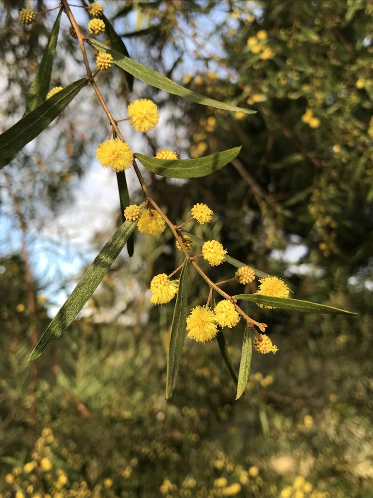 Varnish Wattle from Napoleon Road Linear Reserve, Lysterfield, VIC, AU ...