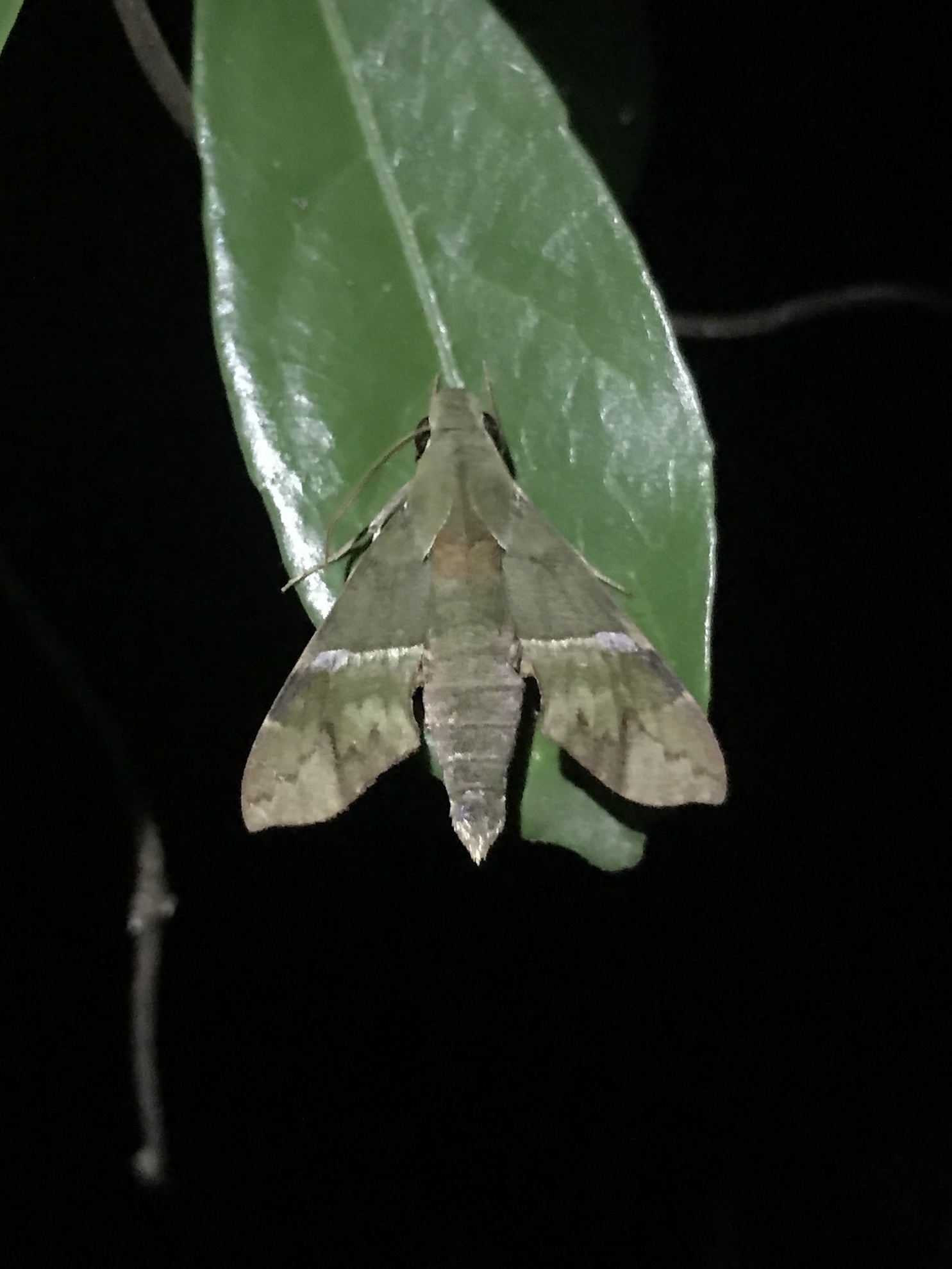 Angonyx testacea Walker, 1856