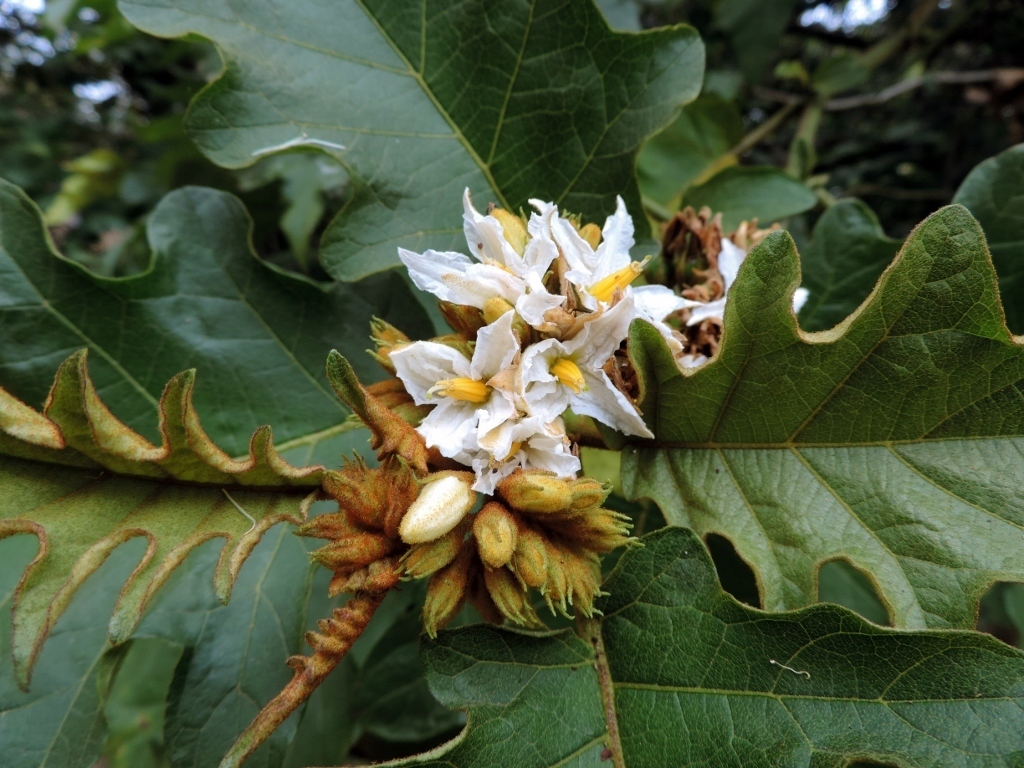 giant devil's-fig (Solanum chrysotrichum) - Botanical Realm