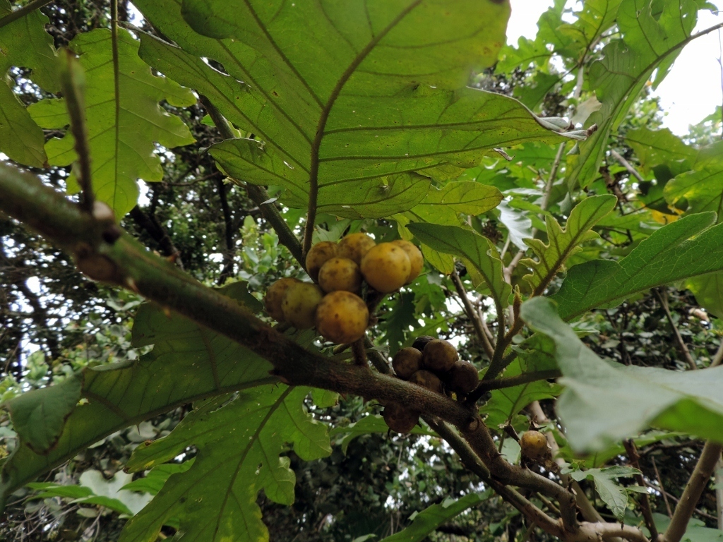 giant devil's-fig (Solanum chrysotrichum) - Botanical Realm