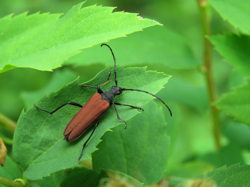 Nivellia sanguinosa from Заринский р-н, Алтайский край, Россия on June ...