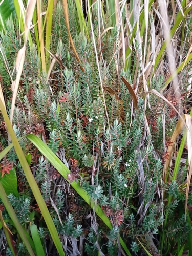 Styphelia javanica · iNaturalist