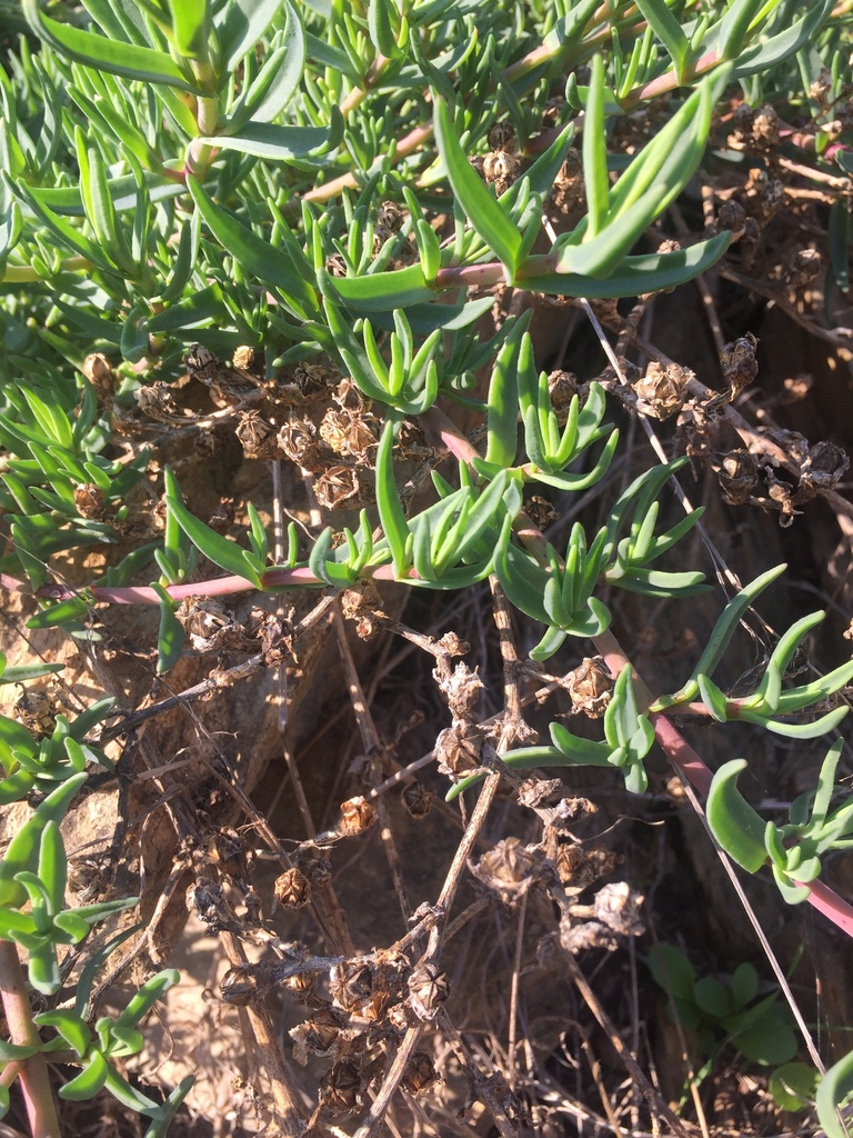 Common Pale Preenfig from R43, Ceres, WC, ZA on July 18, 2022 at 10:10 ...