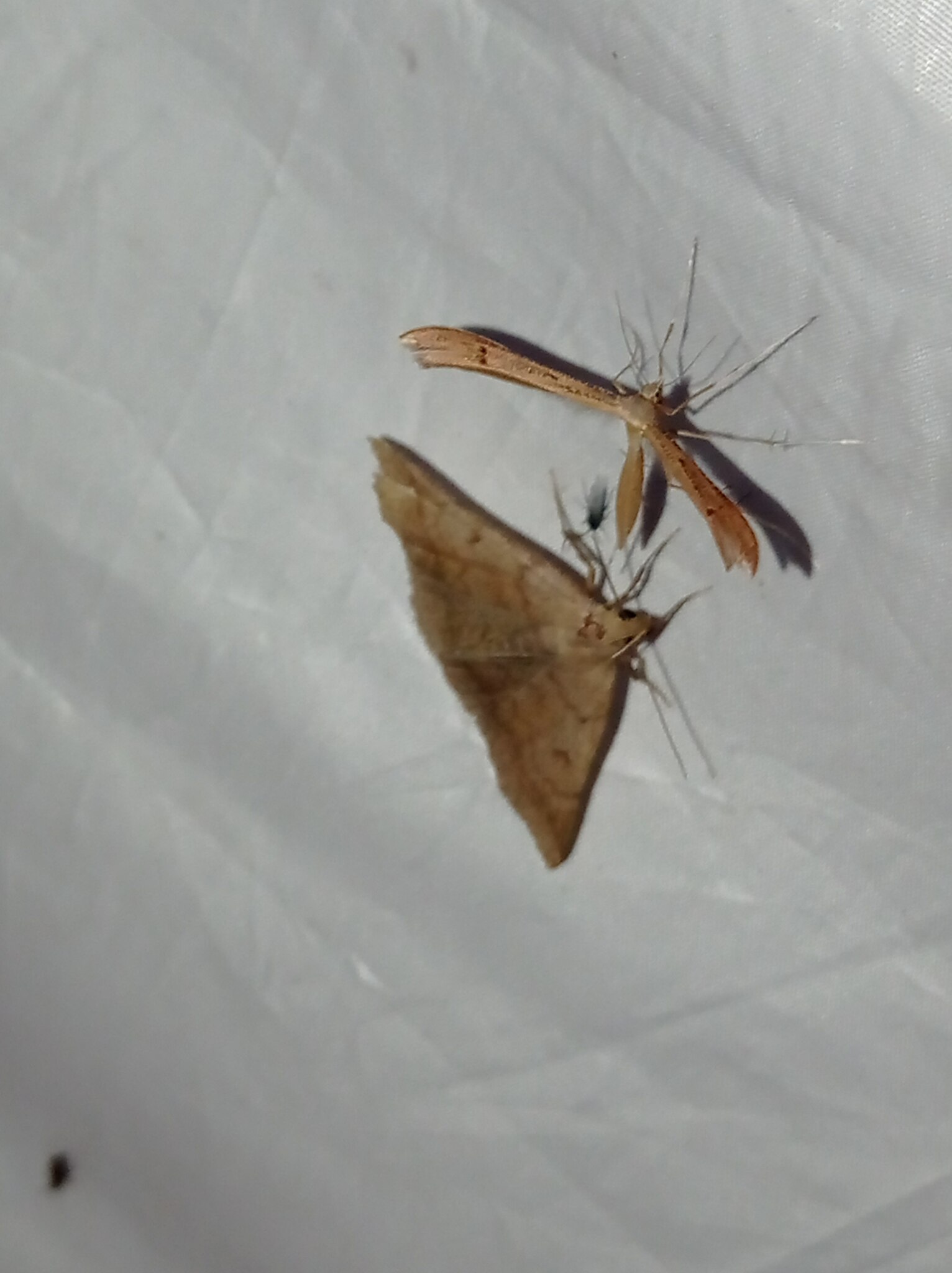 Zanclognatha lunalis (Scopoli, 1763)