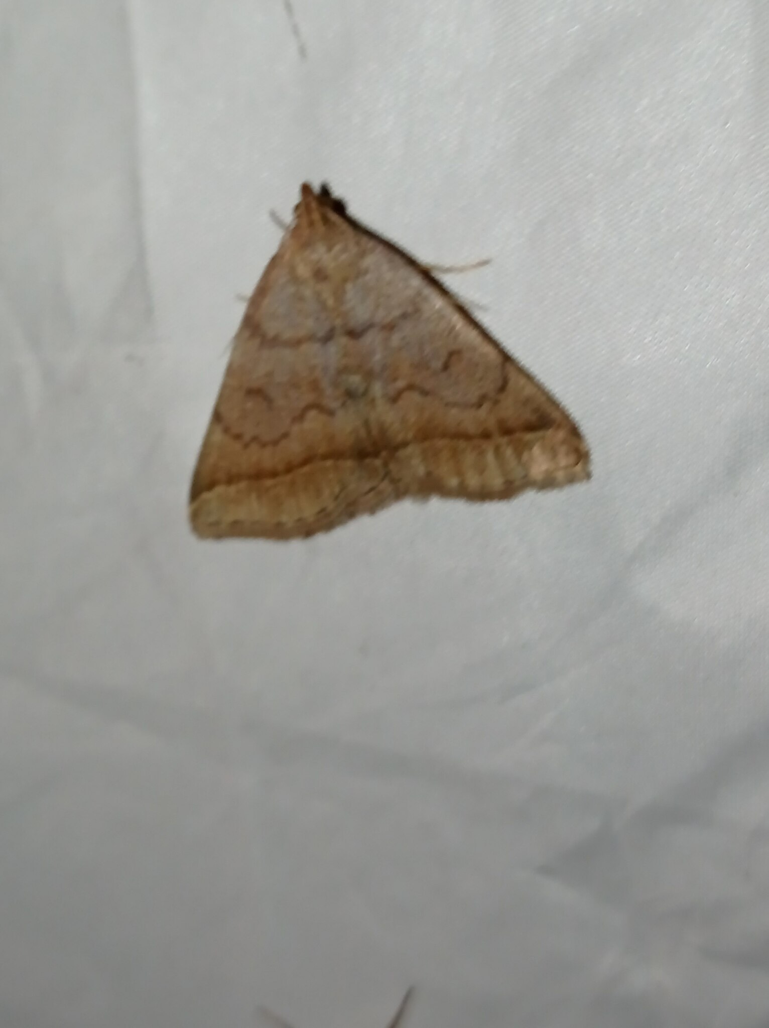 Zanclognatha lunalis (Scopoli, 1763)