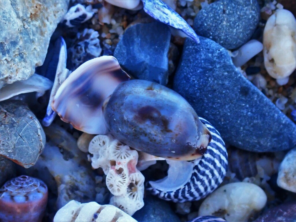 graceful cowrie from Barcoongere NSW 2460, Australia on July 17, 2022 ...