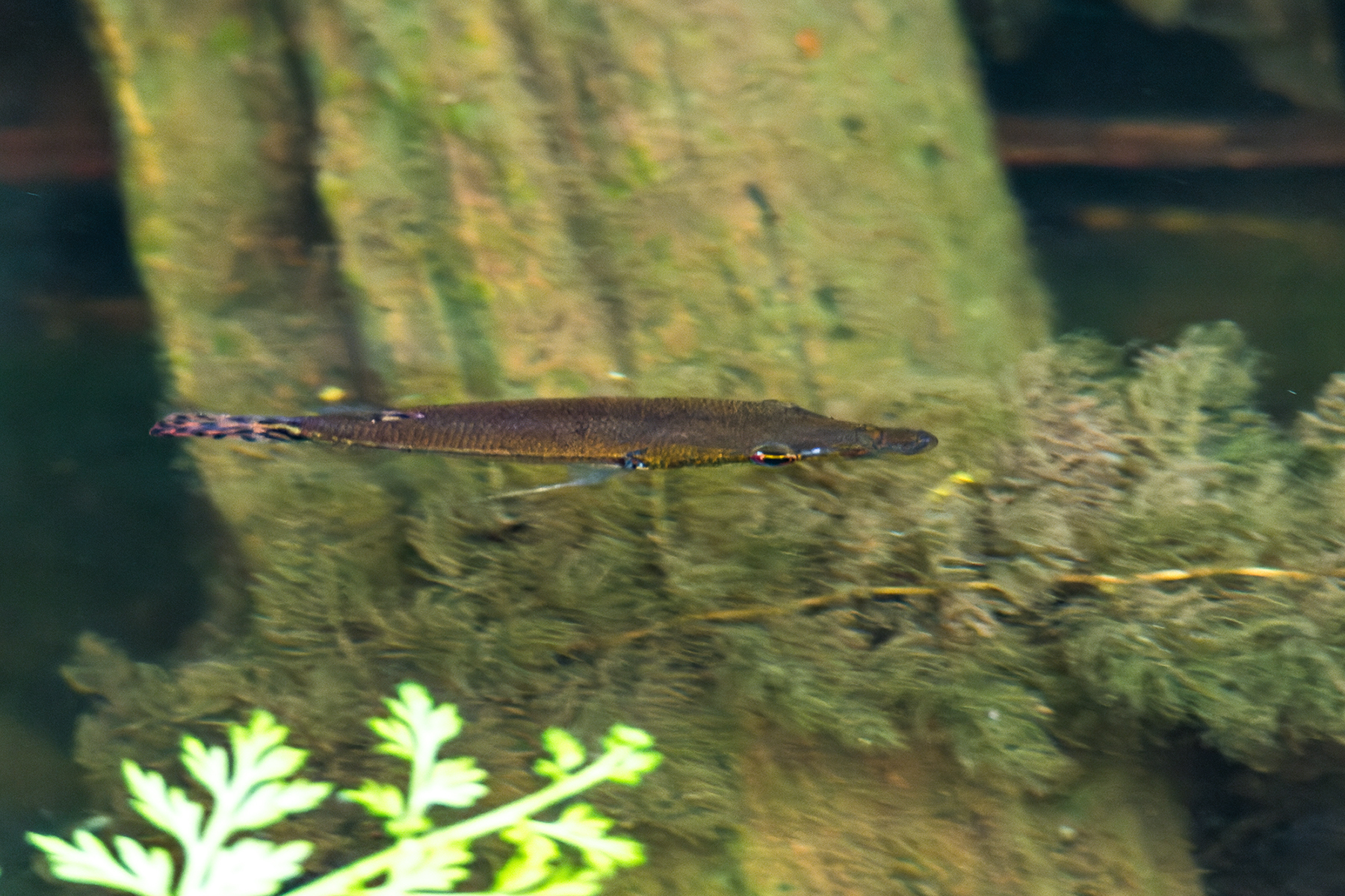 Luciocephalus pulcher (Gray, 1830)