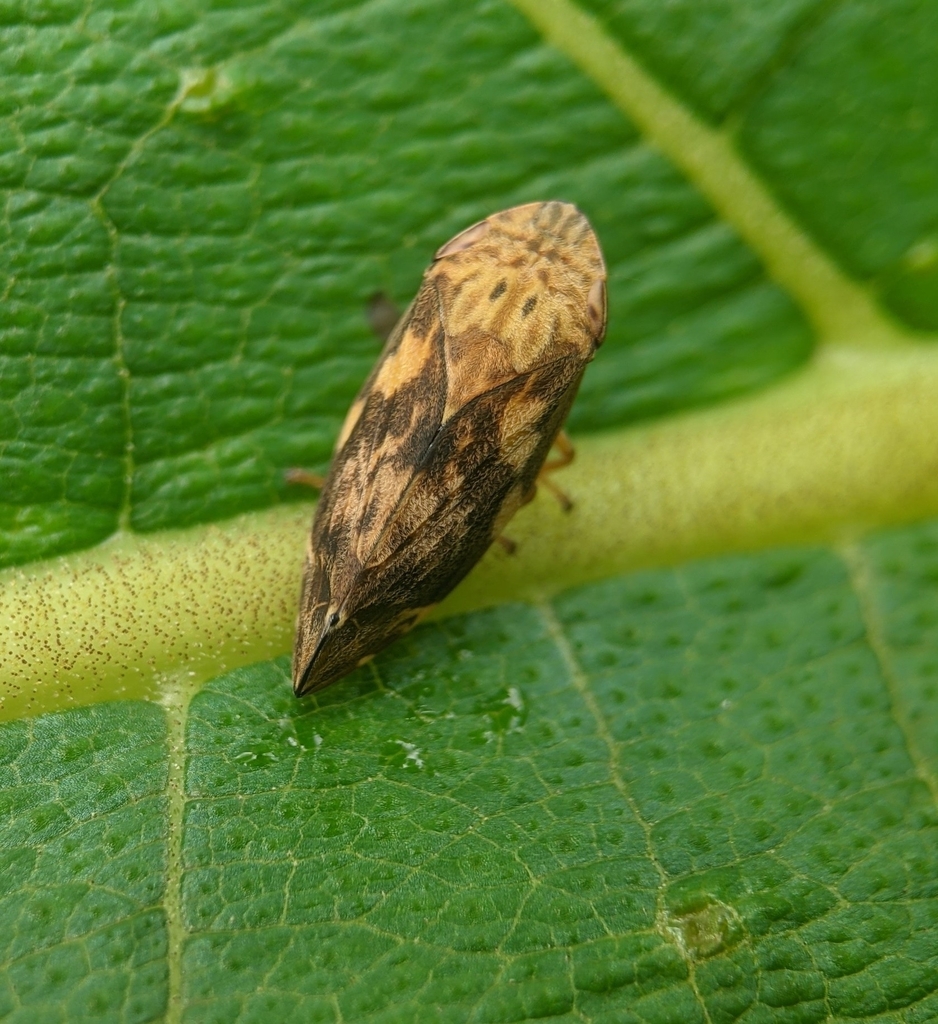 Clovia burmanica from Manjitola, Madhya Pradesh 481111, India on July ...