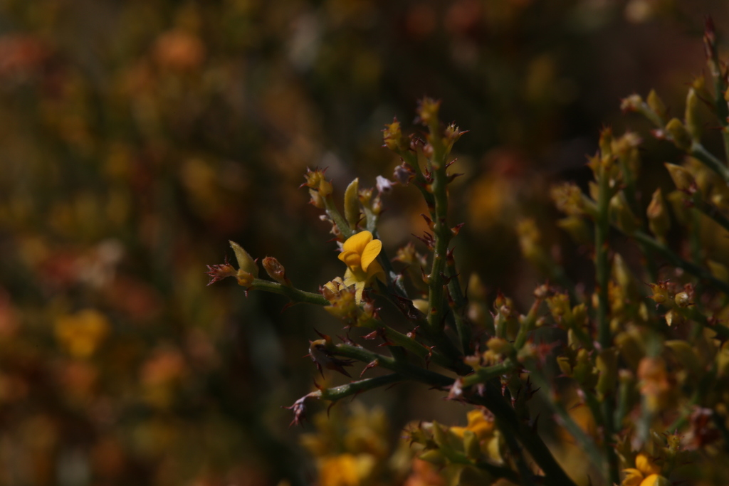 Jacksonia aculeata from Lagrange WA 6725, Australia on July 07, 2022 at ...