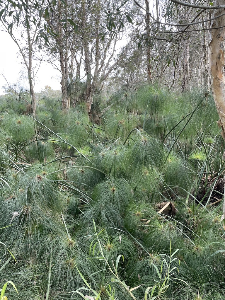 Papyrus sedge from Southeast Outer Brisbane, Lytton, QLD, AU on June 30 ...