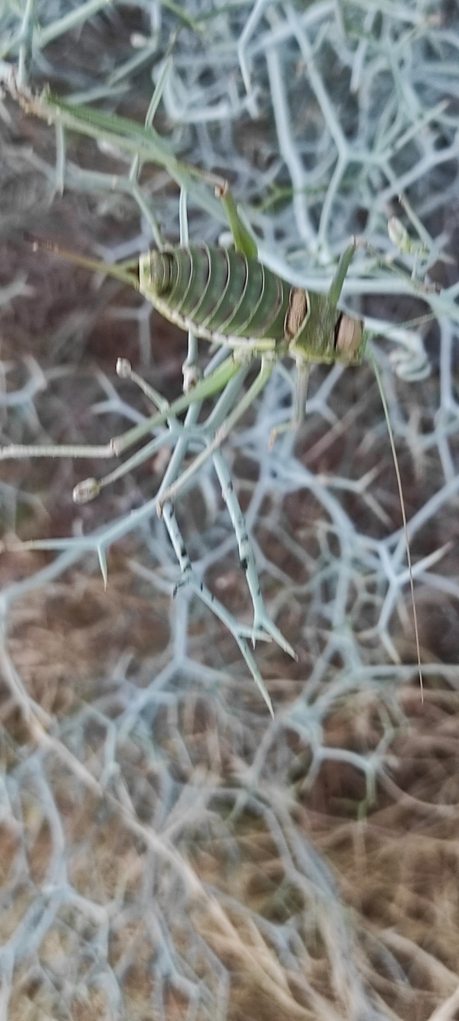 Steropleurus andalusius (Rambur, 1838)