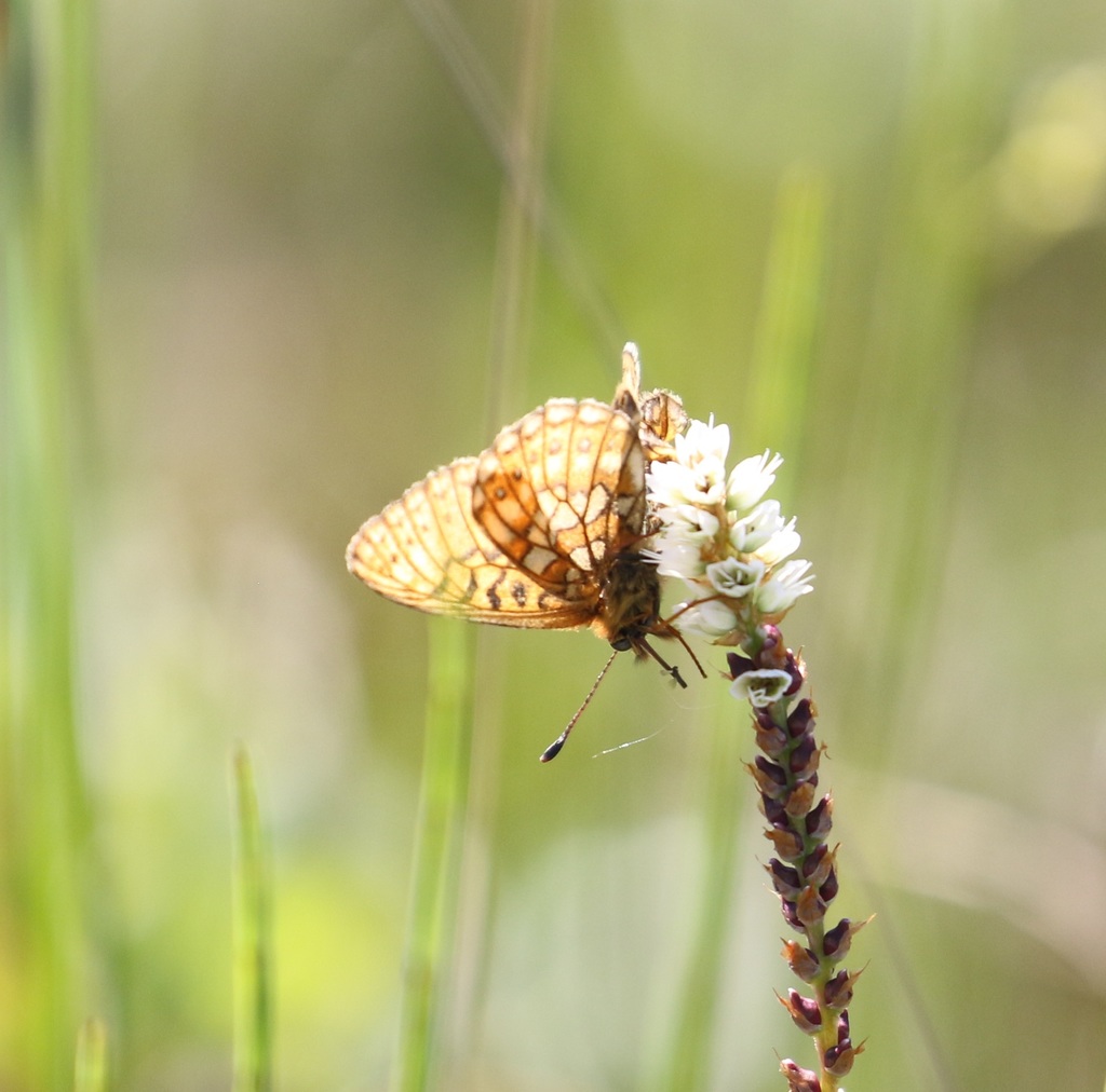 Bog Fritillary from Kiruna V, Sverige on July 10, 2018 at 10:44 PM by ...