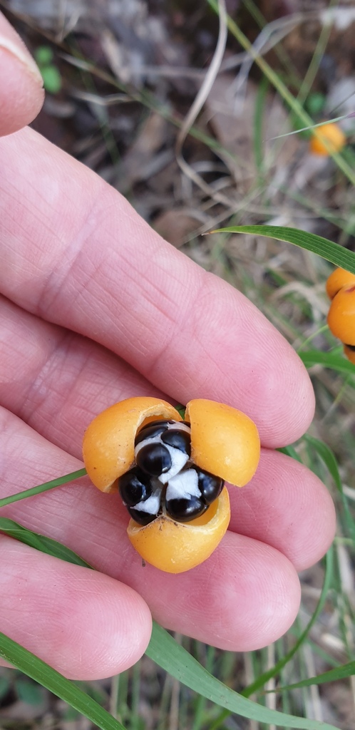 Wombat Berry from Bauple Forest QLD 4650, Australia on July 18, 2022 at ...