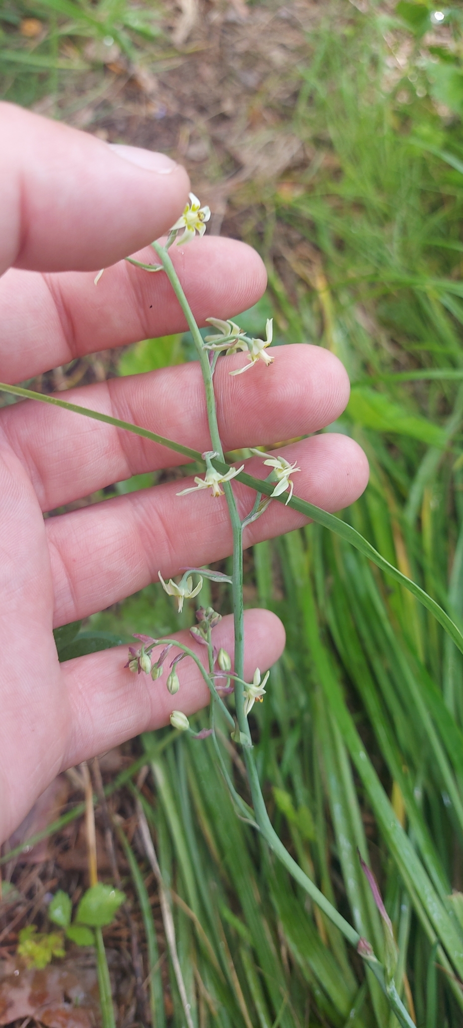 Anticlea sibirica (L.) Kunth