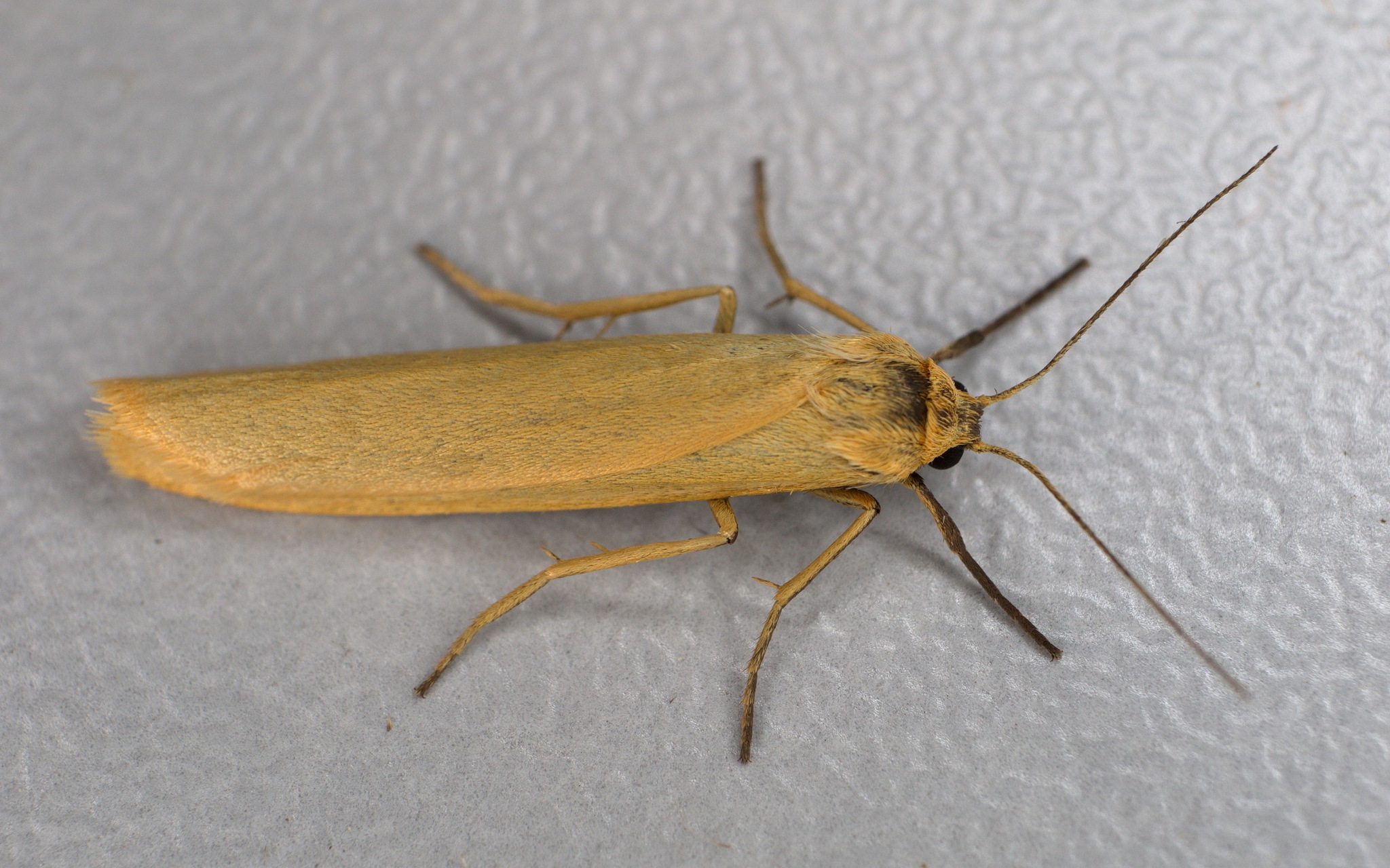 Eilema lutarella Linnaeus, 1758