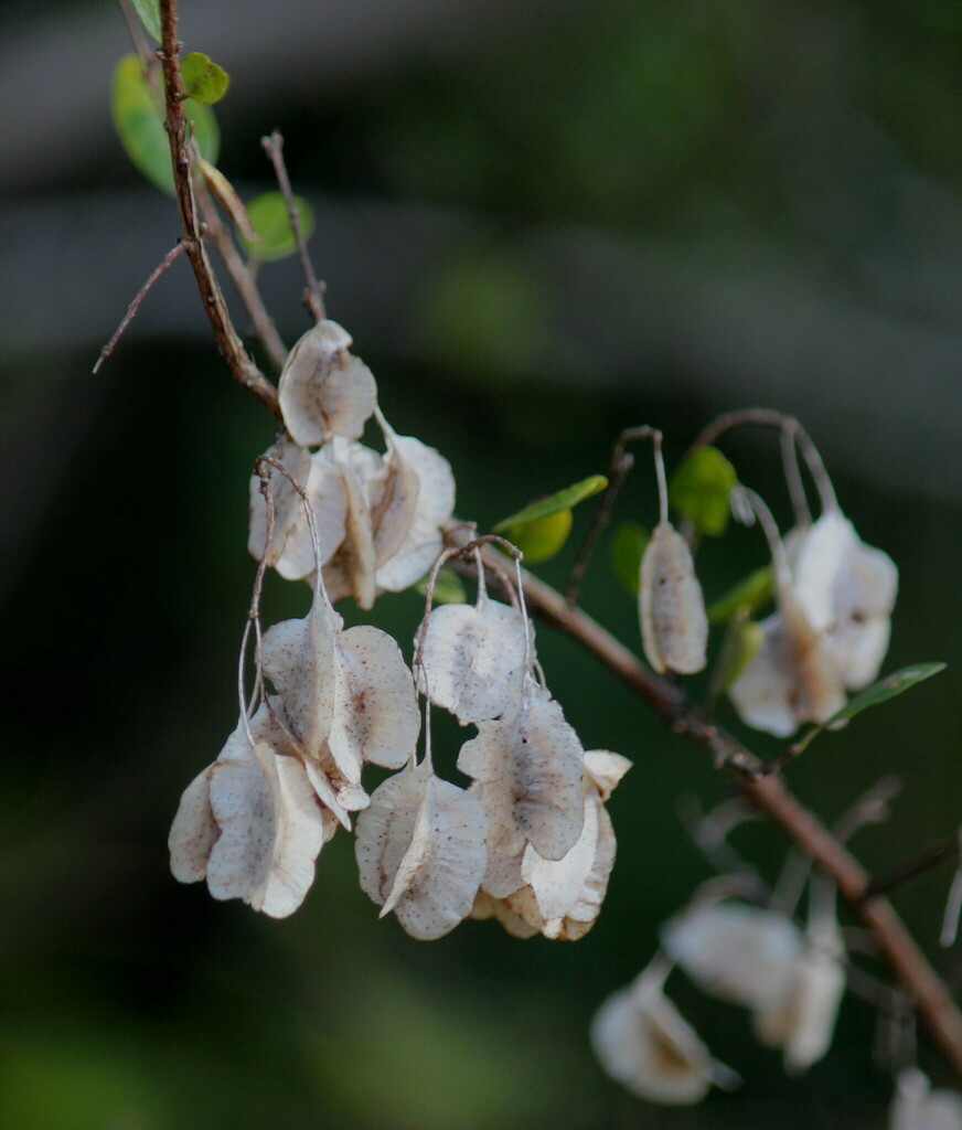 two-winged stink-bushwillow from kuMasinga Hide, Mkhuze Game Reserve ...