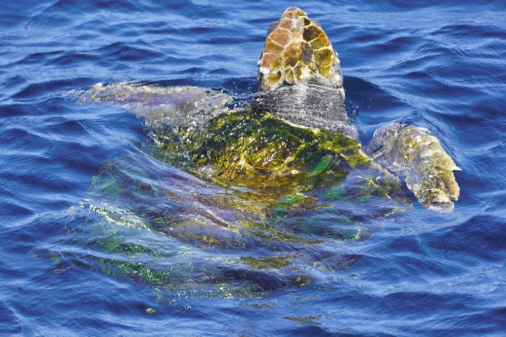 Loggerhead Sea Turtle in July 2022 by tca12345. Observed on pelagic ...
