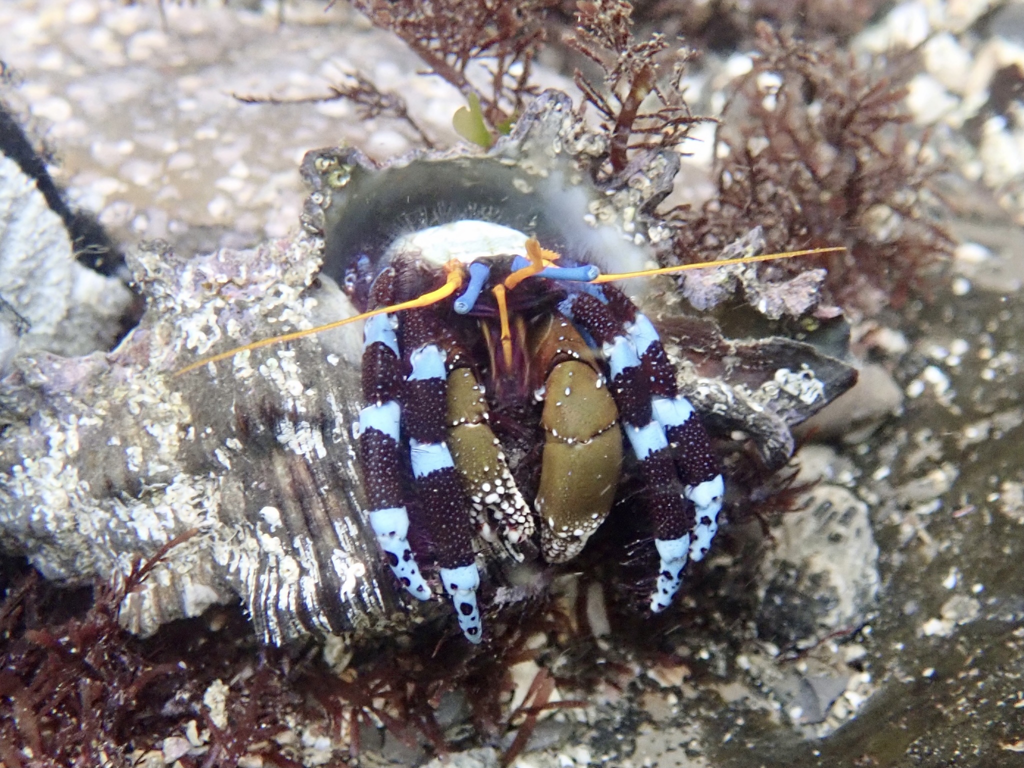 Calcinus elegans (H.Milne Edwards, 1836)