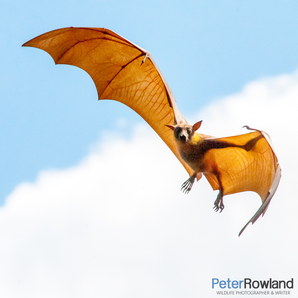 Little Red Flying Fox from Nitmiluk NT 0852, Australia on August 11 ...