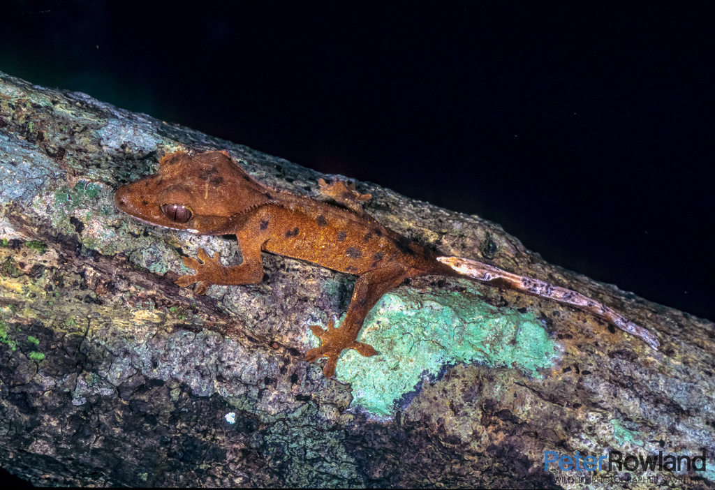 Crested Giant Gecko in August 1994 by Peter Rowland. Previous location ...