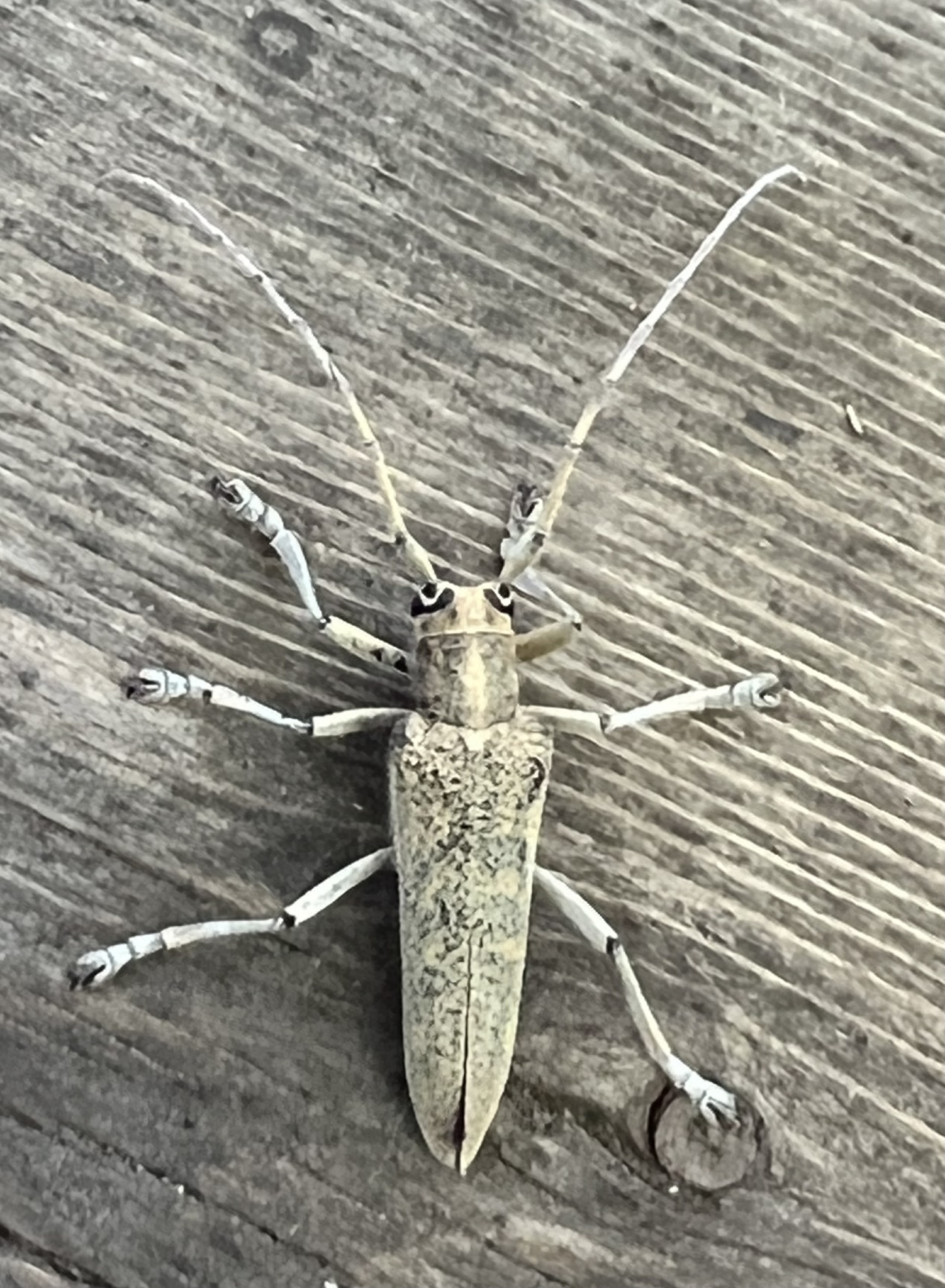 Saperda calcarata Say, 1824