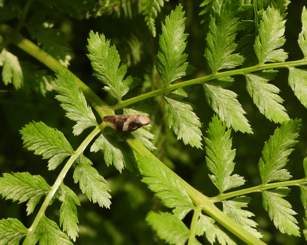 Aphrophora intermedia from Laoshan District, Qingdao, Shandong, China ...
