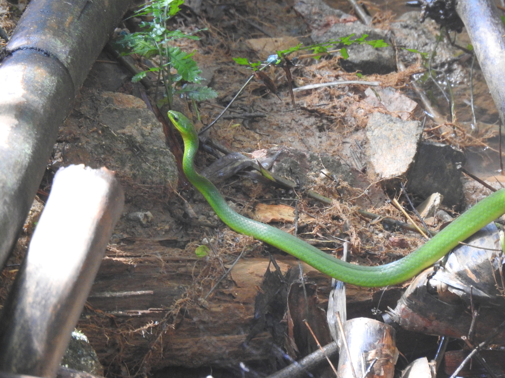 Chinese Green Snake from 中国广东省广州市白云区 on June 19, 2019 at 02:47 PM by ...