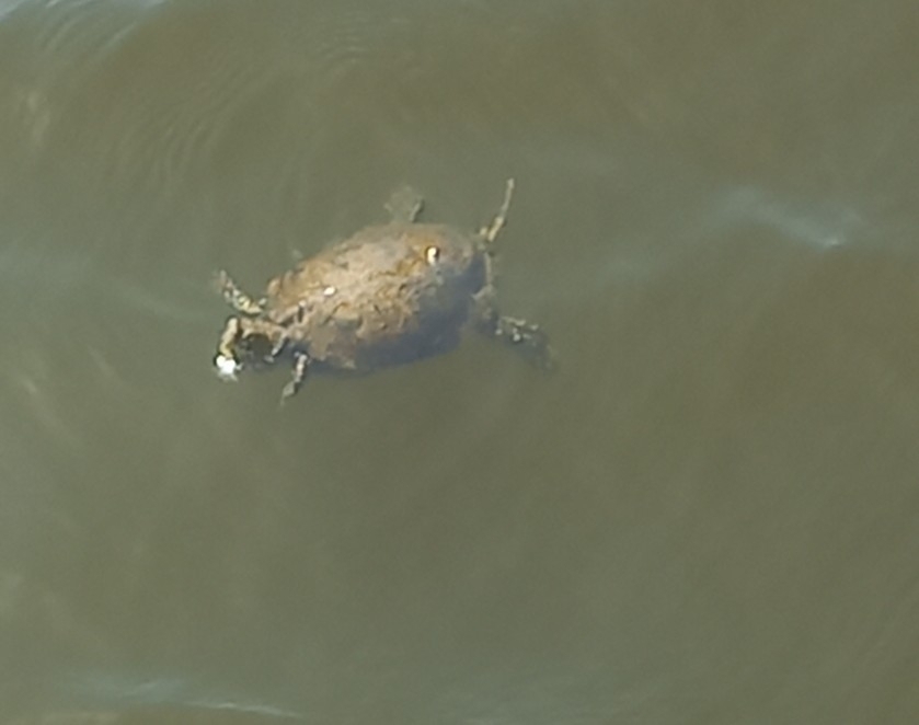 European Pond Turtle in July 2022 by Luca Maurino · iNaturalist