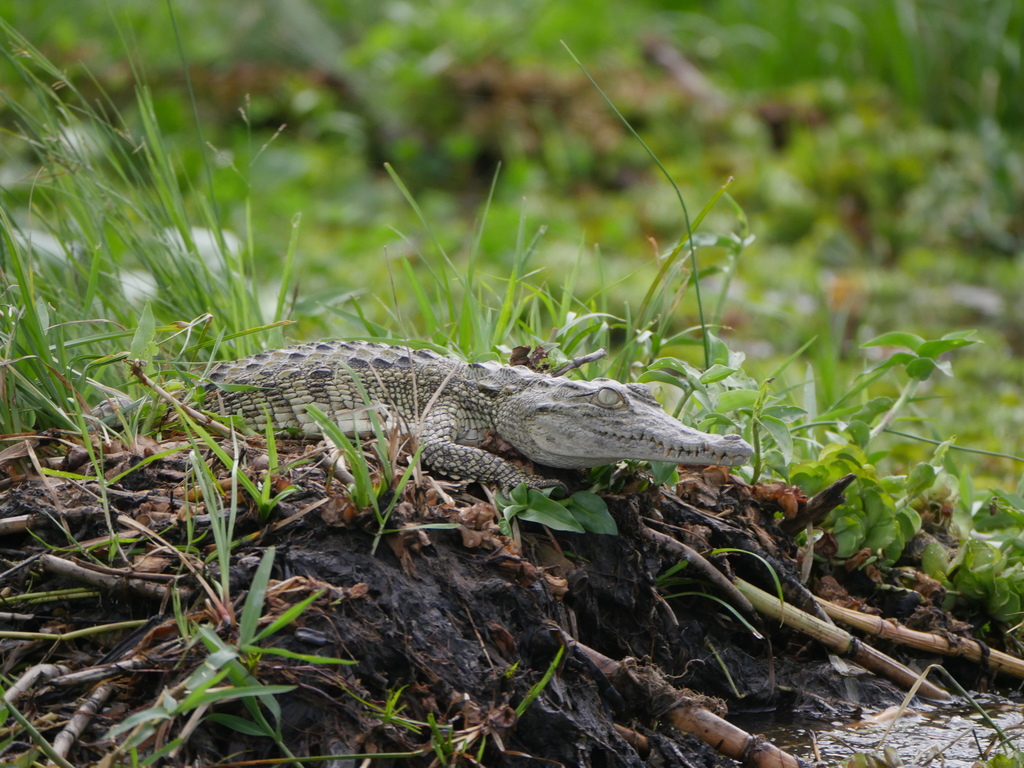 Nile Crocodile from Bulisa, Uganda on May 23, 2018 at 02:25 PM by Jesse ...