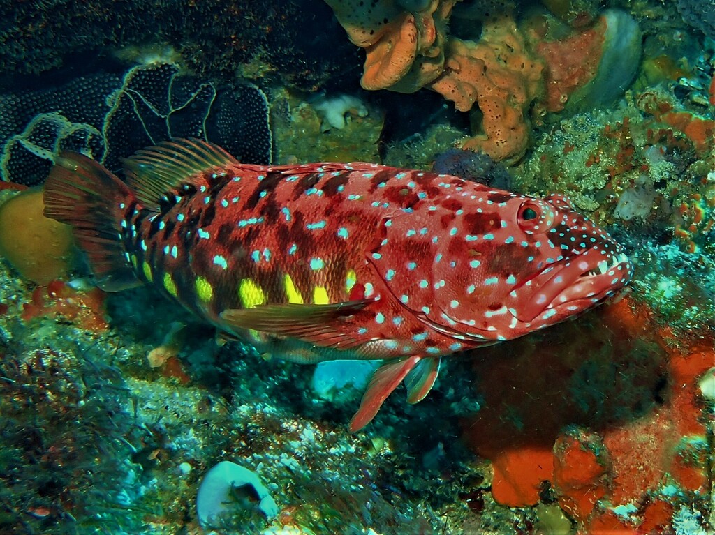 Harlequin Fish from Roe Reef, Rottnest Island, WA, Australia on July 16 ...