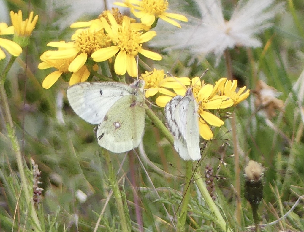 Mountain Clouded Yellow from Trambileno, Trentino-Alto Adige, IT on ...