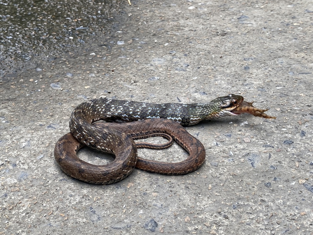 Stejneger's Bamboo Snake from Lin'an, Hangzhou, Zhejiang, CN on July 18 ...